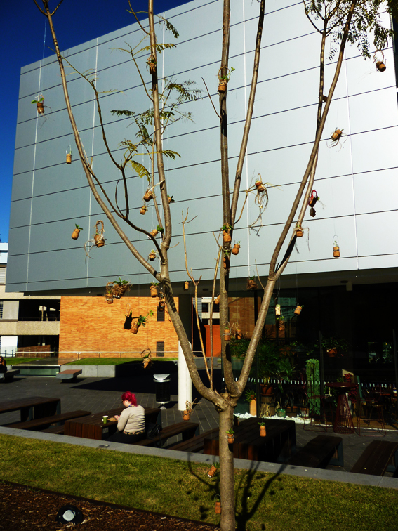 Cork Tree – Detail – Tree Veneration Society