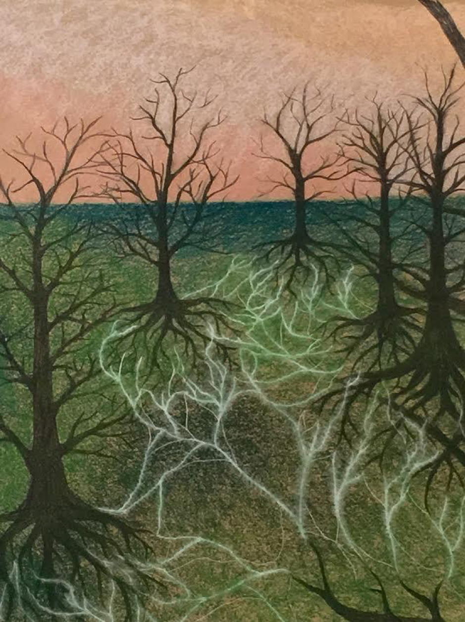 Drawing Connections between Trees and Fungi Workshop